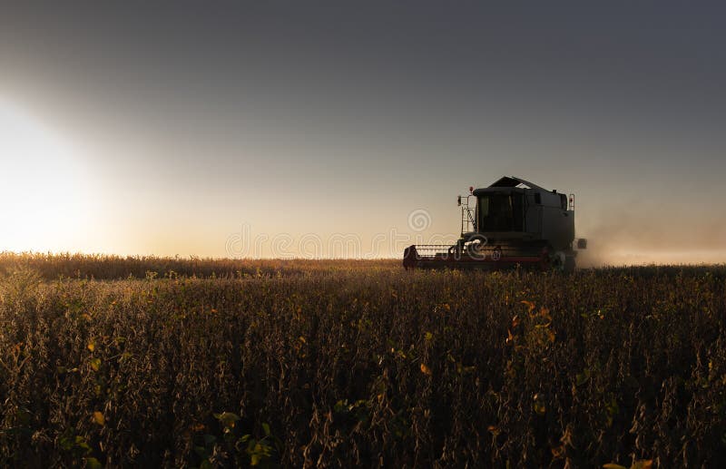 Harvesting of Soybean Field with Combine Stock Photo - Image of scene ...