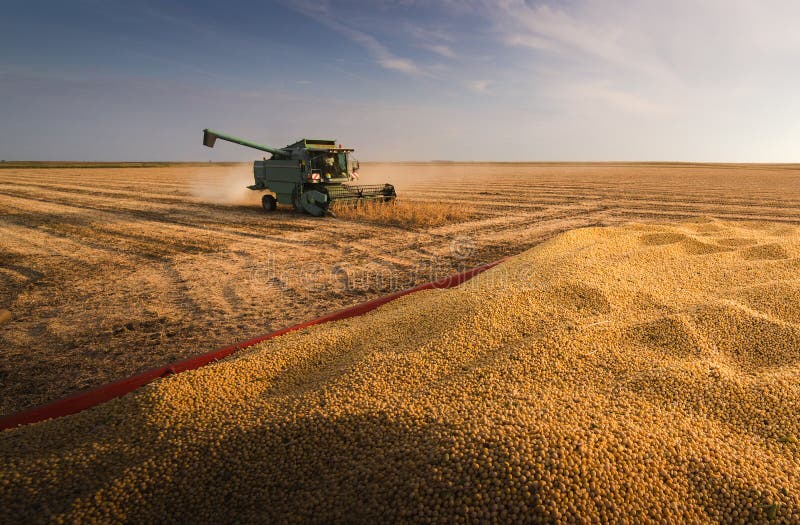 Harvesting of Soybean Field with Combine Stock Image - Image of growth ...