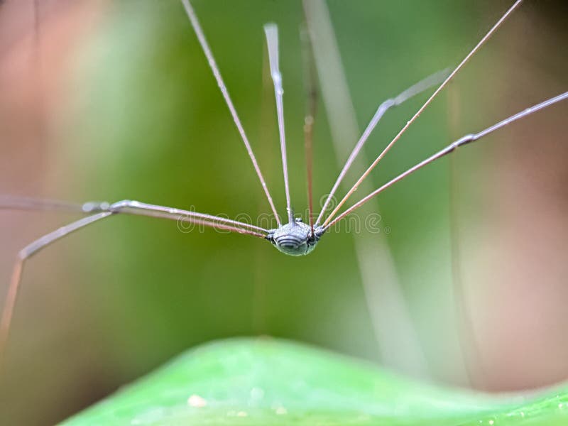 Harvesting Spider ( Eupnoi ) Stock Photo - Image of fauna, brown: 328076056