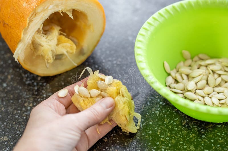 Harvesting Squash Seeds. a Woman Uses Her Hand To Pull Out the Pulp ...