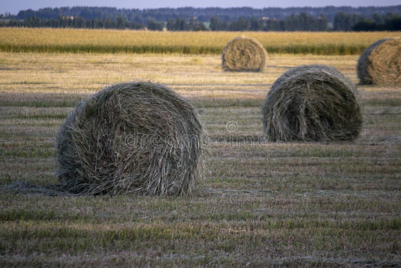 Harvesting of Straw in the Rural Landscape Stock Image - Image of ...