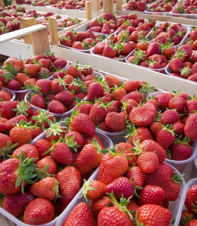 Harvesting Strawberries on a Farm Stock Image - Image of nature ...