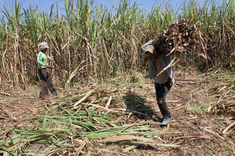 344 Cane Processed Sugar Stock Photos - Free & Royalty-Free Stock ...