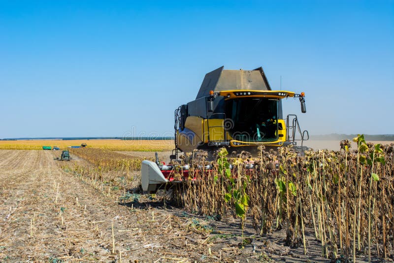 Harvesting Sunflower in the Field with a Combine Stock Image - Image of ...