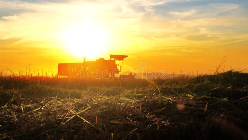 Harvesting at sunset stock photo. Image of gold, growth - 108592174