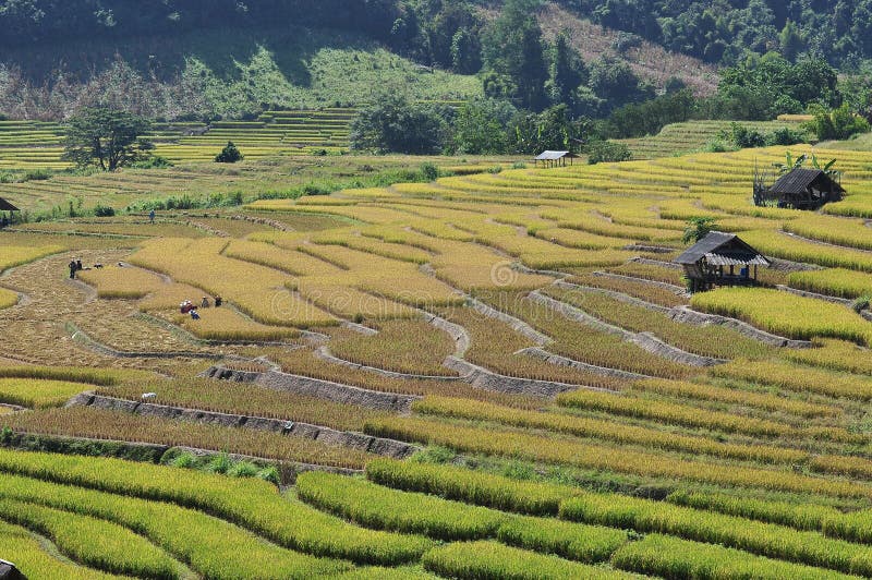 Harvesting in Terraced Paddy Field Stock Image - Image of farmer ...
