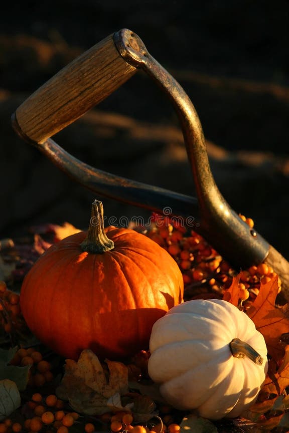 Harvesting for Thanksgiving Stock Photo - Image of november, fall: 1420836