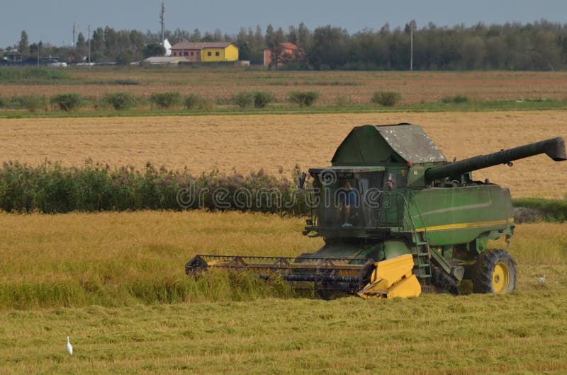 Harvesting and Threshing Rice Stock Photo - Image of outdoors, green ...