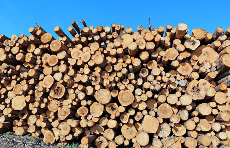 Harvesting timber logs stock image. Image of russia, forestry - 51085061