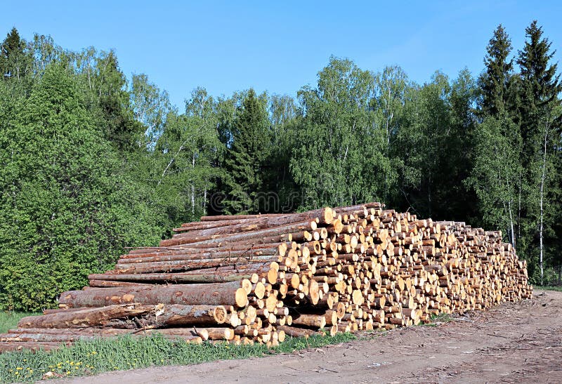 Harvesting timber logs stock image. Image of sawmill - 51313113