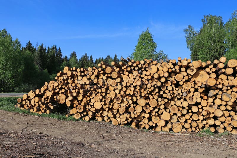 Harvesting timber logs stock image. Image of harvesting - 53401707