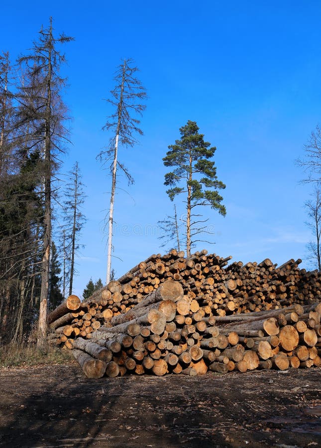 Harvesting Timber Logs in a Forest Stock Photo - Image of bark, camp ...