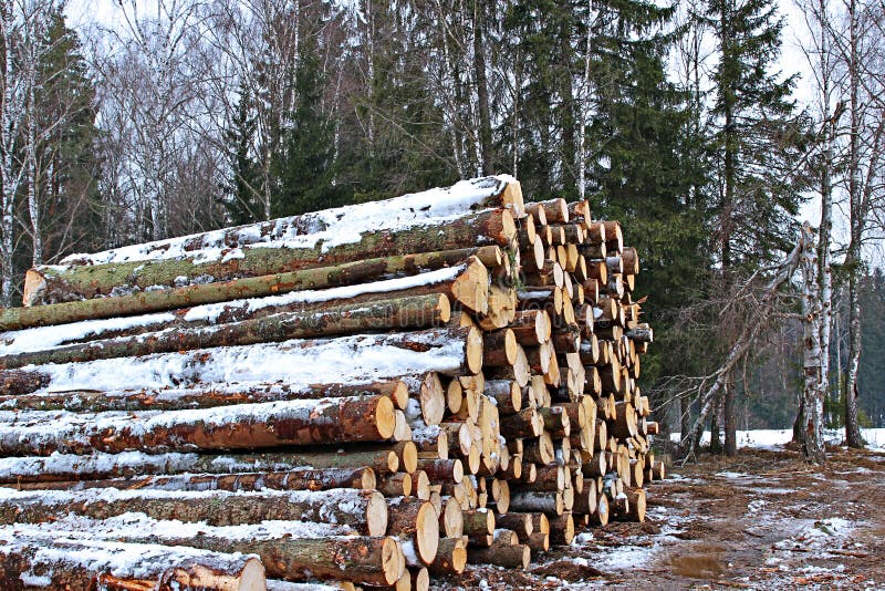 Harvesting timber logs stock photo. Image of twigs, bark - 51085112