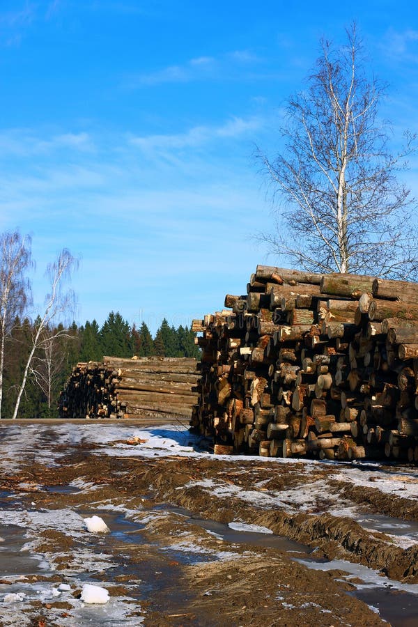Harvesting Timber Logs in a Forest Stock Photo - Image of wood, trees ...
