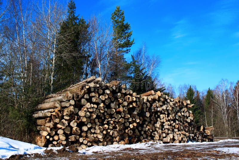 Harvesting Timber Logs in a Forest Stock Photo - Image of trunk, forest ...