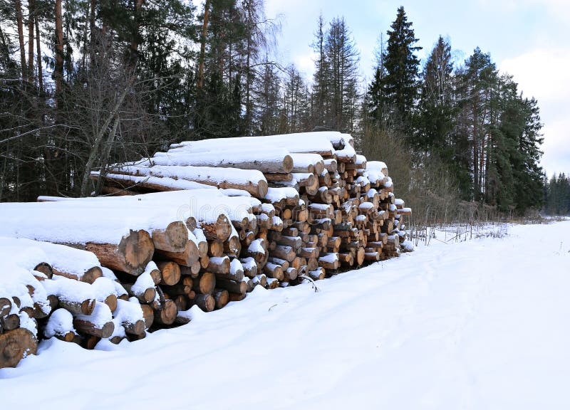 Harvesting Timber Logs in a Forest Stock Image - Image of bench ...