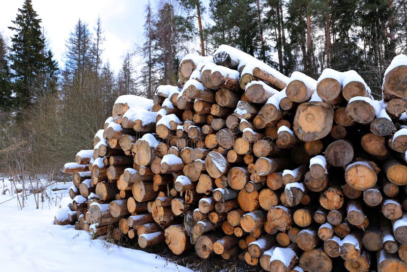 Harvesting Timber Logs in a Forest Stock Image - Image of sawmill ...
