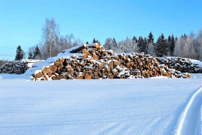 Harvesting Timber Logs in a Forest Stock Image - Image of sawmill, tree ...