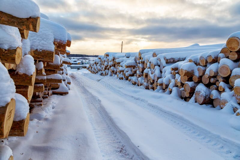 Harvesting Timber Logs in Forest in Russia in Winter Stock Photo ...