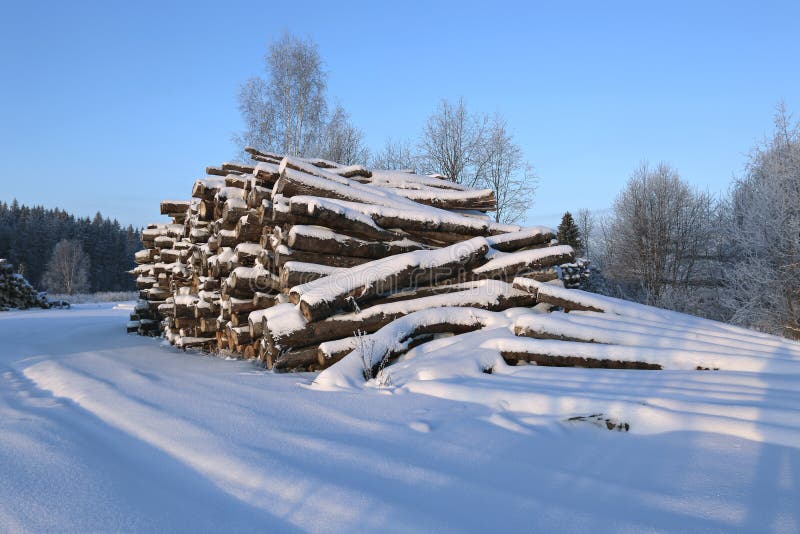Harvesting Timber Logs in a Forest Stock Photo - Image of logging ...