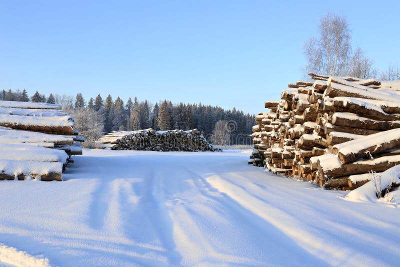 Harvesting Timber Logs in a Forest Stock Image - Image of harvesting ...