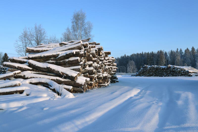 Harvesting Timber Logs in a Forest Stock Image - Image of russia ...