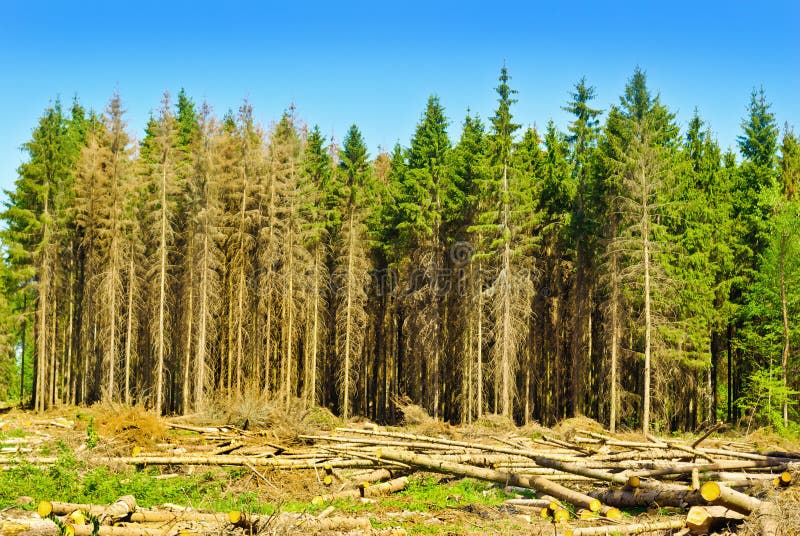 Harvesting Timber in the Young Coniferous Forest. Stock Photo - Image ...
