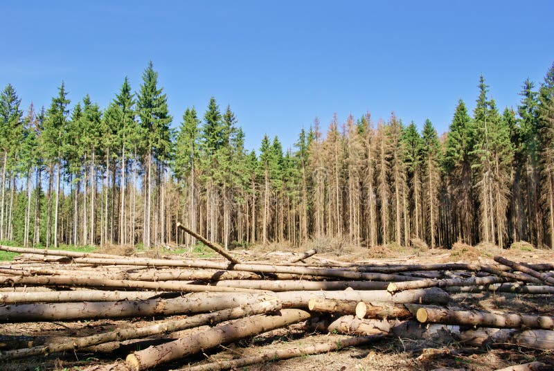 Harvesting Timber in the Young Coniferous Forest. Stock Photo - Image ...