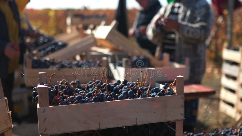 Harvesting Tradition People in the Fields Stock Footage - Video of ...