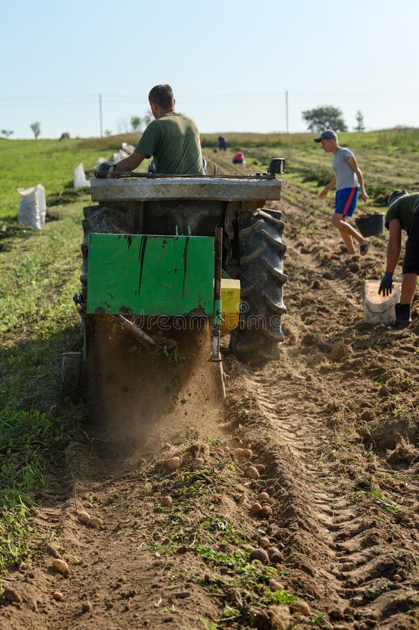 Harvesting in the Village, Harvesting Potatoes with a Tractor with a ...