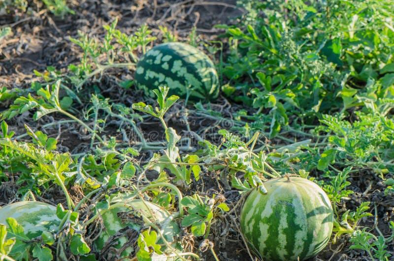 Harvesting Watermelons in a Field. Stock Photo - Image of growth ...