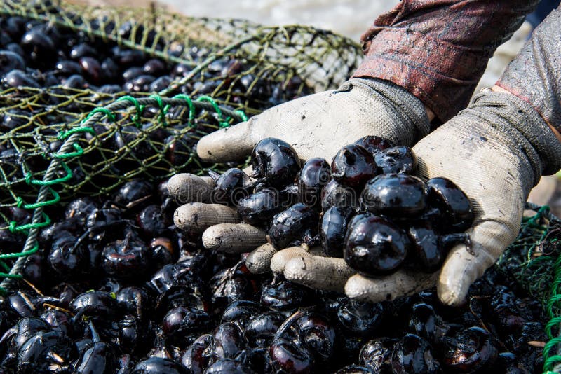 Harvesting waternut stock image. Image of farmer, food - 71967945