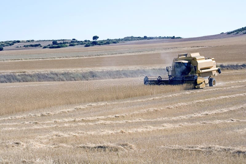 Harvesting Wheat stock photo. Image of barley, grow, farmland - 20260850