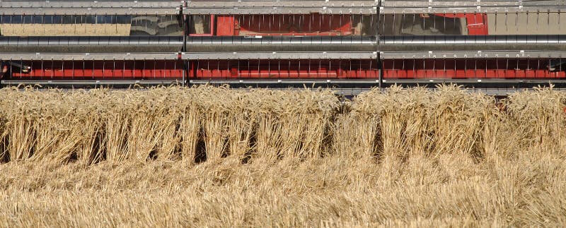 Harvesting the wheat stock image. Image of plant, farm - 38633929