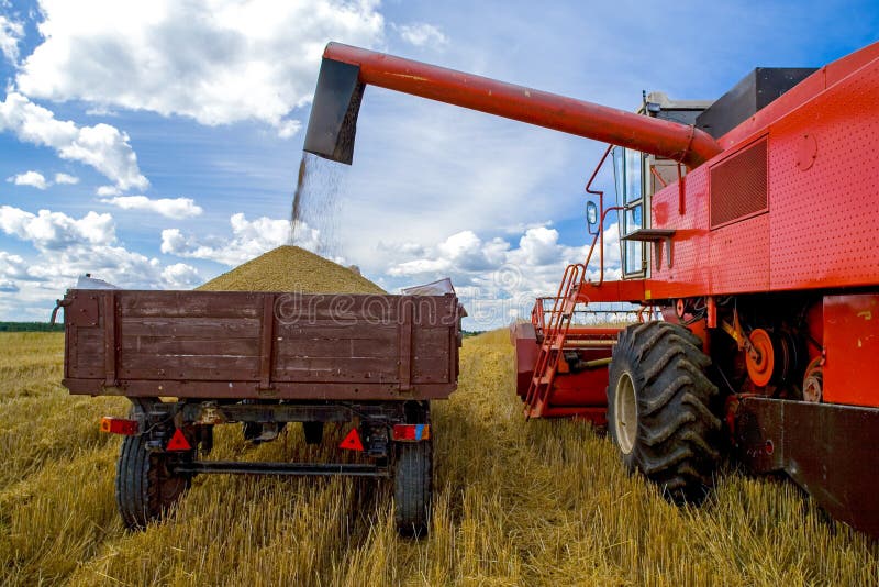 Harvesting of Wheat. Tractor and Special Harvesting Equipment. Stock ...