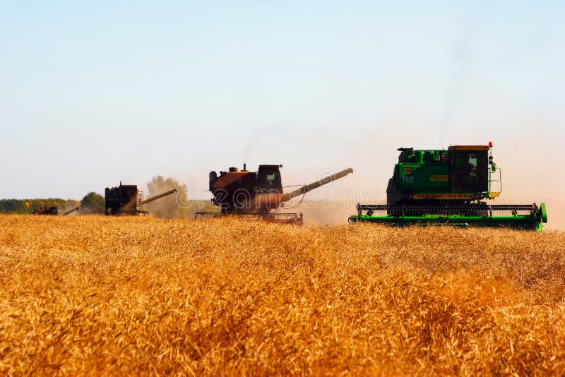Harvesting Wheat with Tractors in a Sunny Rural Field Setting Stock ...