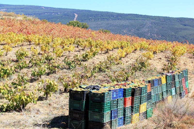 Harvesting of White Grapes in the South of Spain Stock Image - Image of ...