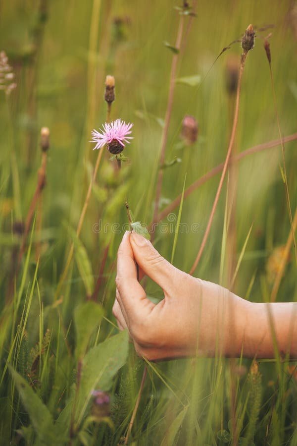 Wild Medicinal Herbs Bloom on a Summer Field Ukraine Stock Photo ...