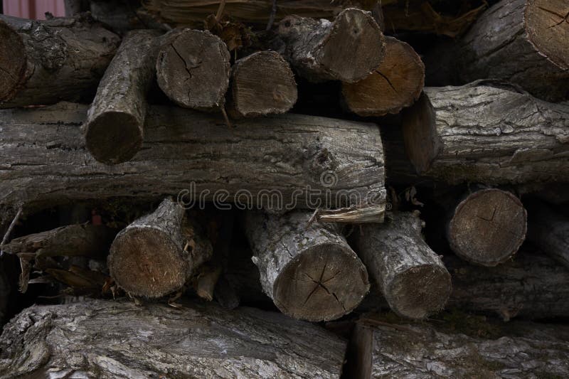 Harvesting of Wood. a Plot for Logging Stock Image - Image of outdoor ...