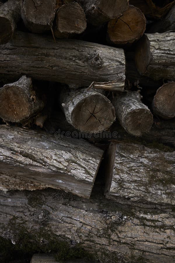Harvesting of Wood. a Plot for Logging Stock Image - Image of ...