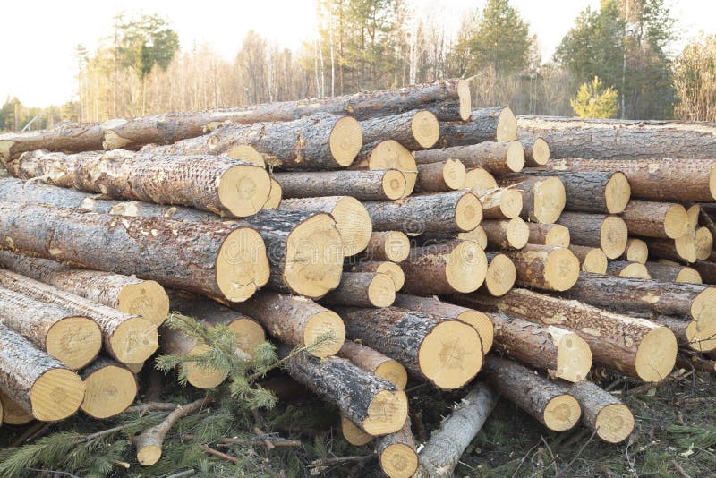Harvesting of Wood. a Plot for Logging Stock Image - Image of stockpile ...