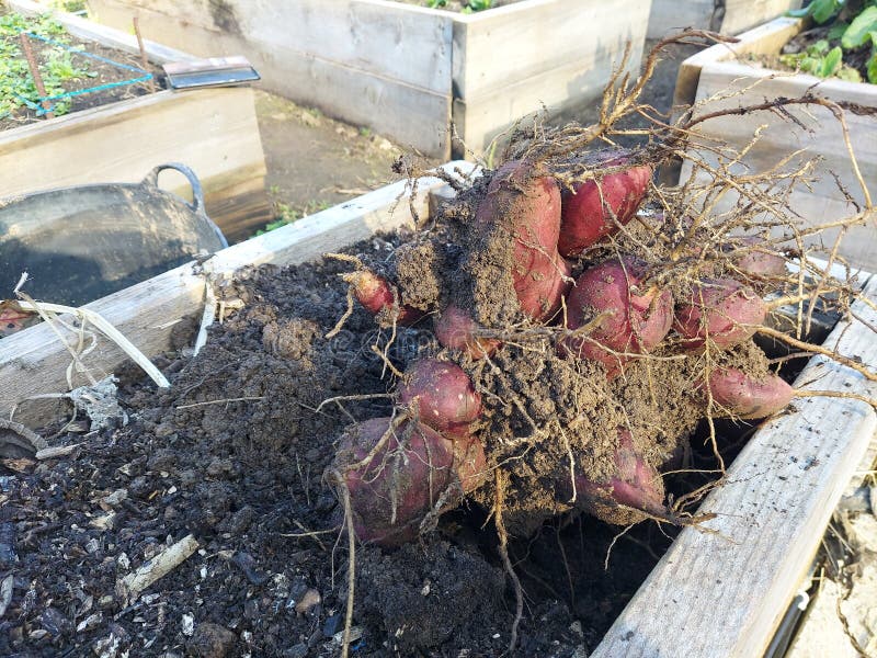 Harvesting Yacon from a Plant. Harvesting Yacon in the Vegetable Garden ...