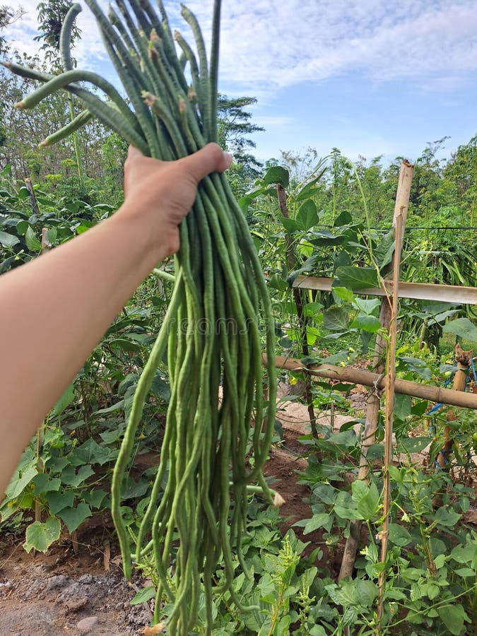Harvesting Young Long Beans in Your Own Garden Stock Image - Image of ...