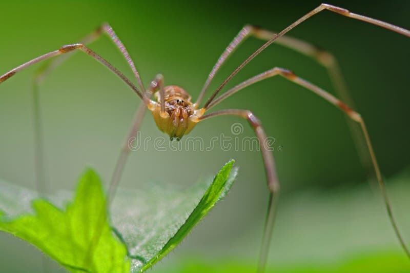 Harvestman stock image. Image of extreme, opiliones, close - 20624093