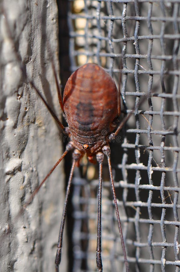 Harvestman arachnid stock photo. Image of daddy, animal - 16344284