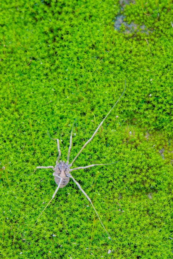 Harvestman stock image. Image of musci, plants, harvestmen - 194092049