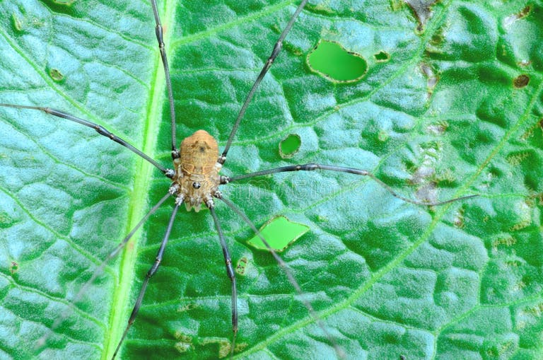Harvestman Spider stock photo. Image of woods, predator - 31343368