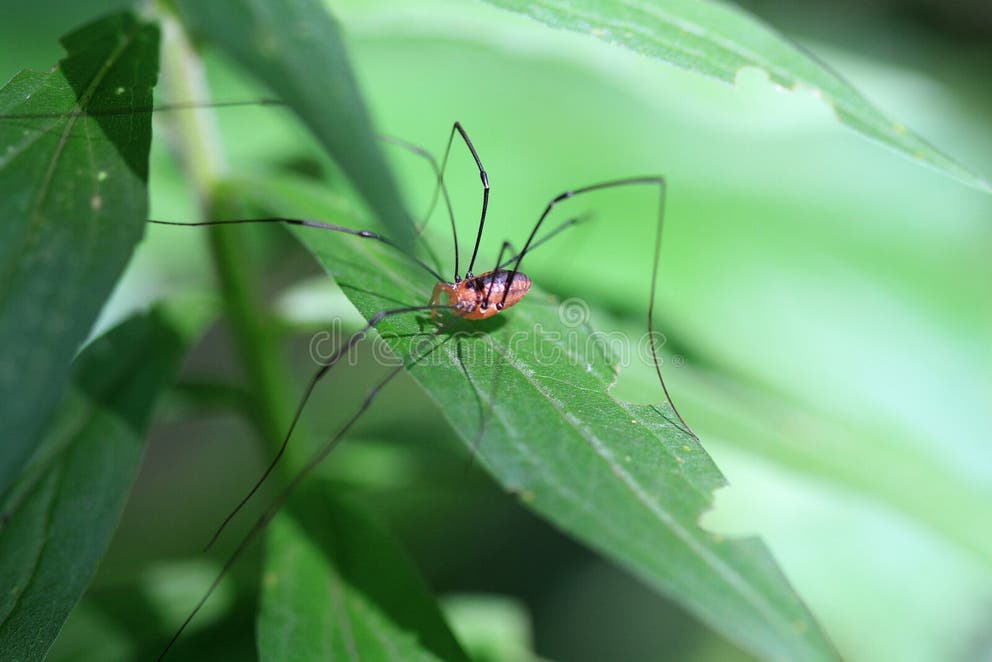 Harvestman stock photo. Image of predator, close, large - 43702000