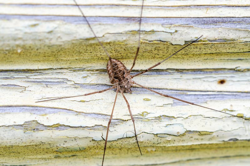 Harvestmen Sitting on Wall and Awaiting a Prey Stock Photo - Image of ...