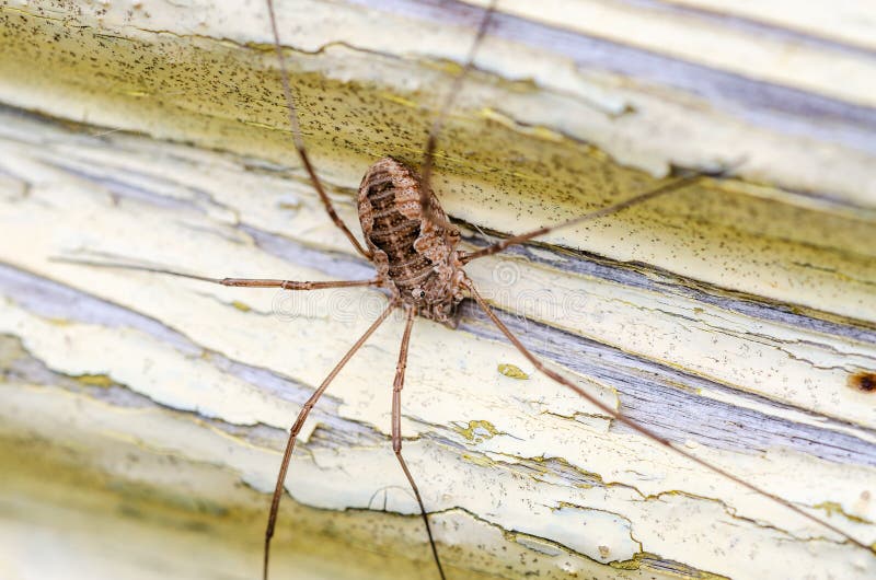 Harvestmen Sitting on Wall and Awaiting a Prey Stock Photo - Image of ...